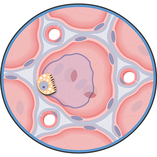 Lung alveoli: anatomy and labeled diagram | GetBodySmart
