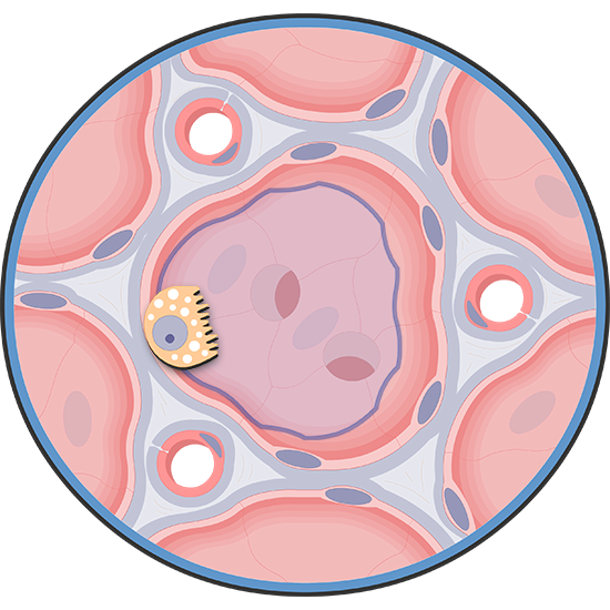 Lung alveoli: anatomy and labeled diagram | GetBodySmart