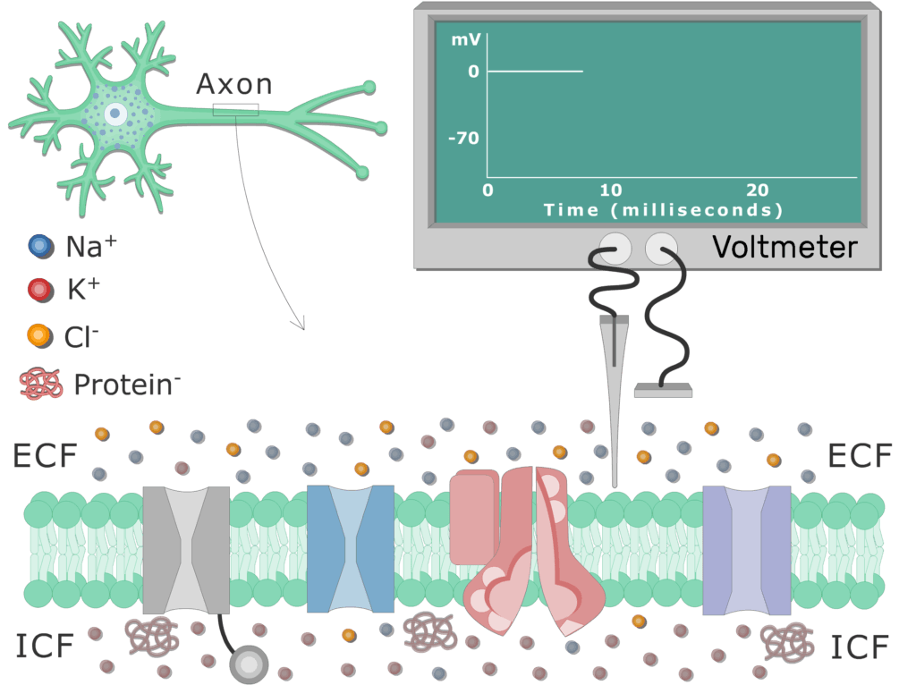 Resting Potential Diagram