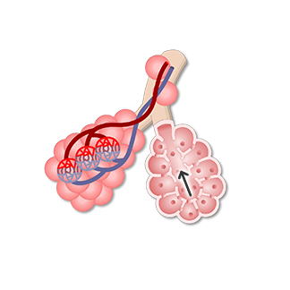 Lung alveoli: anatomy and labeled diagram | GetBodySmart