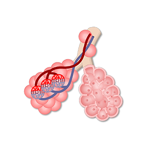 Lung alveoli: anatomy and labeled diagram | GetBodySmart