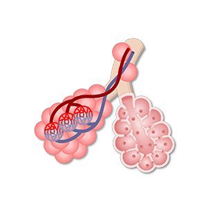 Lung alveoli: anatomy and labeled diagram | GetBodySmart