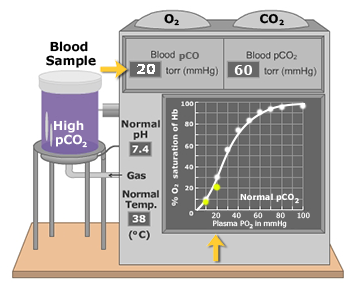 CO2 effect on Oxygen-Hemoglobin Dissociation Curve | GetBodySmart