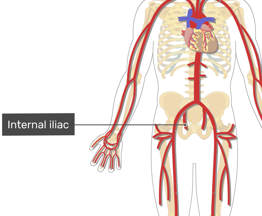 Common Iliac Artery Anatomy Anatomy And Function Of The Common Iliac