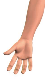 Flexor Digitorum Superficialis Muscle | GetBodySmart