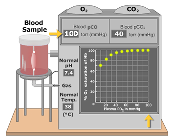 Oxygen Myoglobin Dissociation Curve | GetBodySmart