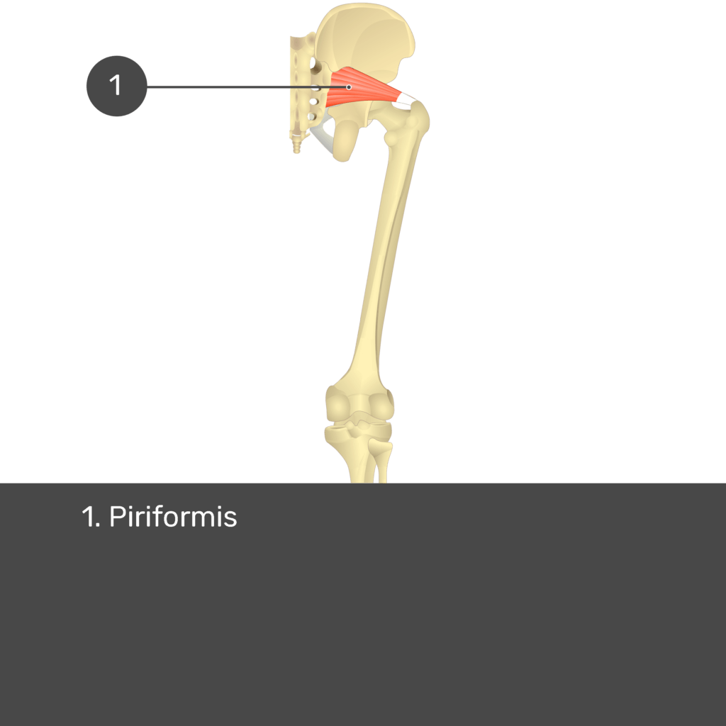 Piriformis Origin And Insertion