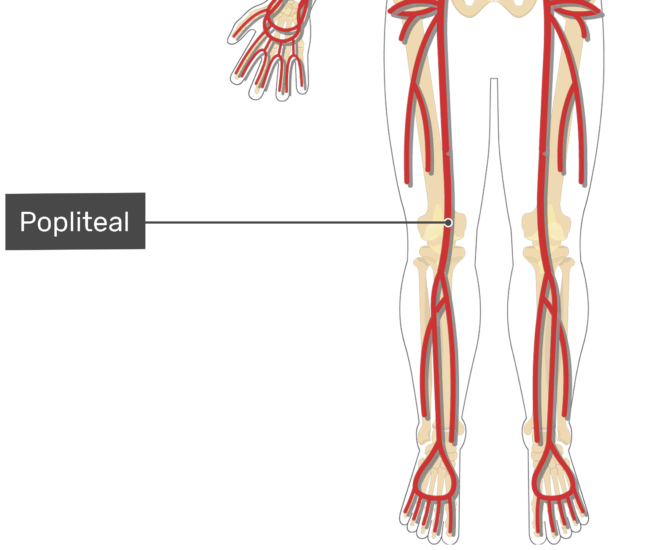 Popliteal Artery Anatomy Branches Location And Course