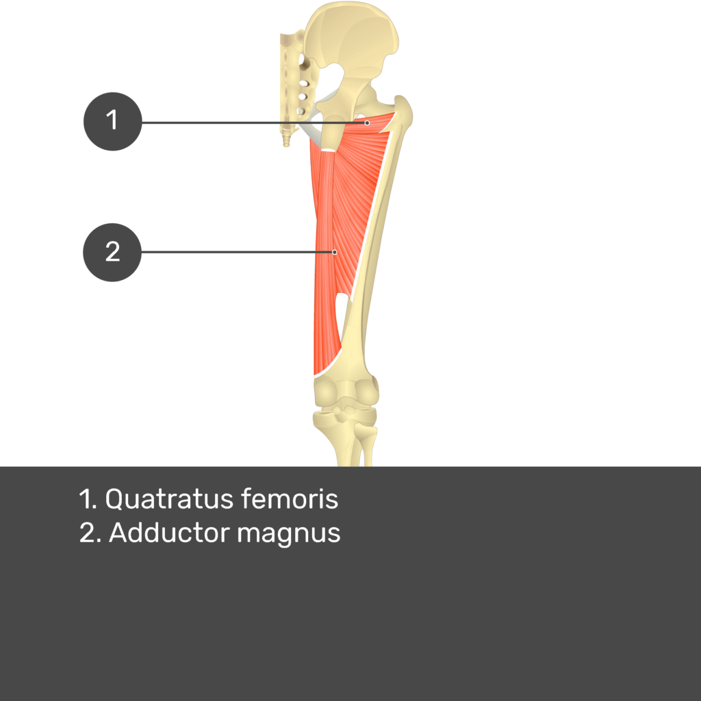 Quadratus Femoris - Attachments, Actions & Innervation | GetBodySmart
