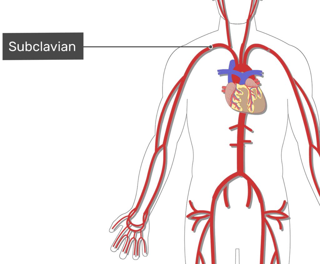 Circulatory System Major Arteries