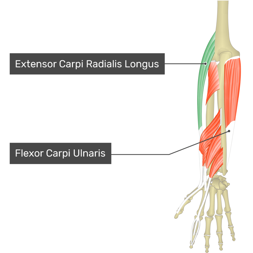 Extensor Carpi Radialis Longus Anatomy Orthobullets C