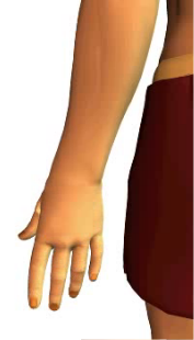 Extensor Digitorum Muscle: origin, insertion, action | GetBodySmart