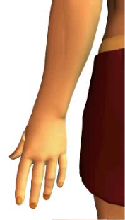 Extensor Digitorum Muscle: origin, insertion, action | GetBodySmart