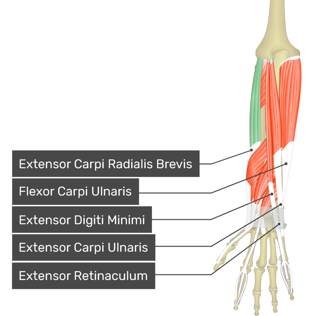 Extensor Carpi Radialis Brevis Muscle | GetBodySmart