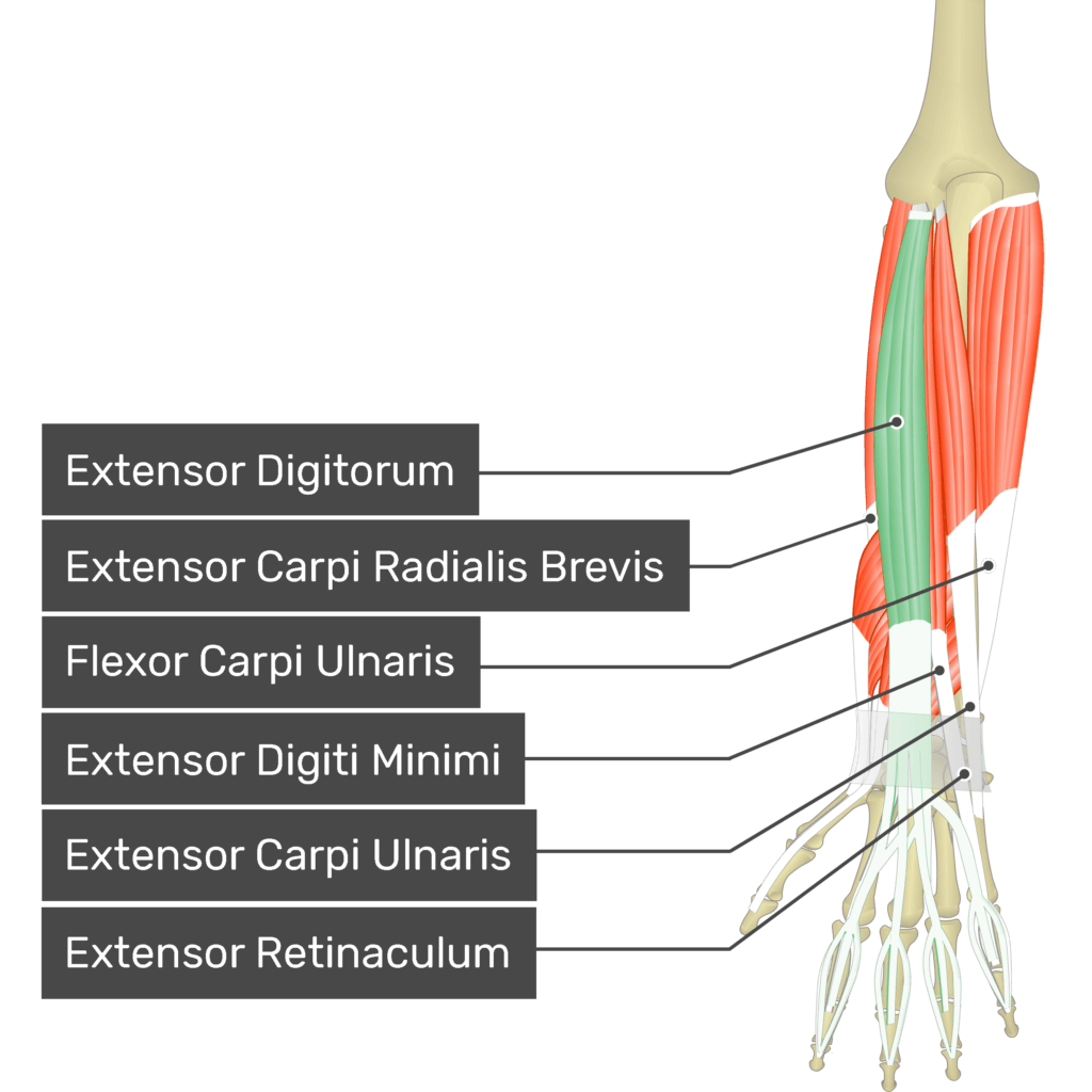 Extensor Digitorum Origin, Insertion, Action, 3D Model, 50% OFF Extensor Digitorum Origin, Insertion, Action, 3D Model, 50% OFF