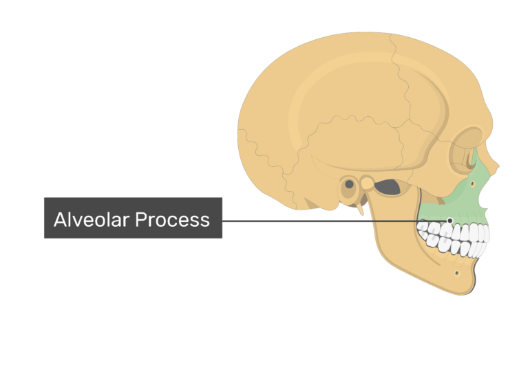 Alveolar Process