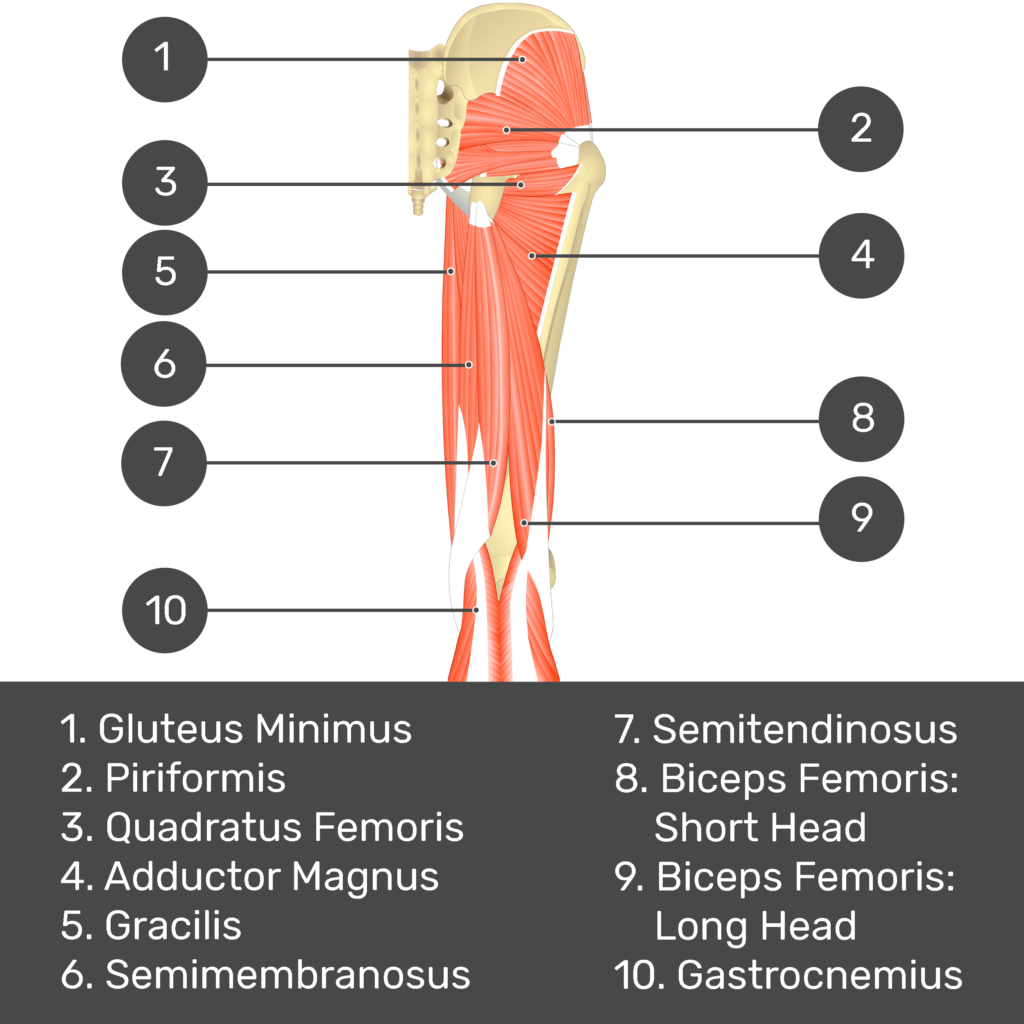 Biceps Femoris Muscles Of The Lower Extremity Anatomy
