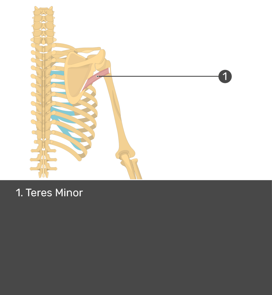 Teres Minor Origin And Insertion
