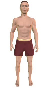 Tensor Fasciae Latae: attachments, action, innervation | GetBodySmart