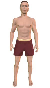 Tensor Fasciae Latae: attachments, action, innervation | GetBodySmart