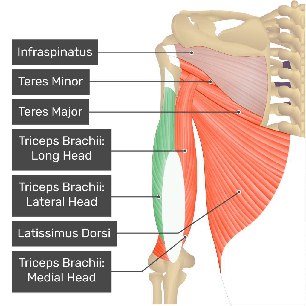 Triceps brachii muscle: heads, anatomy and diagrams | GetBodySmart