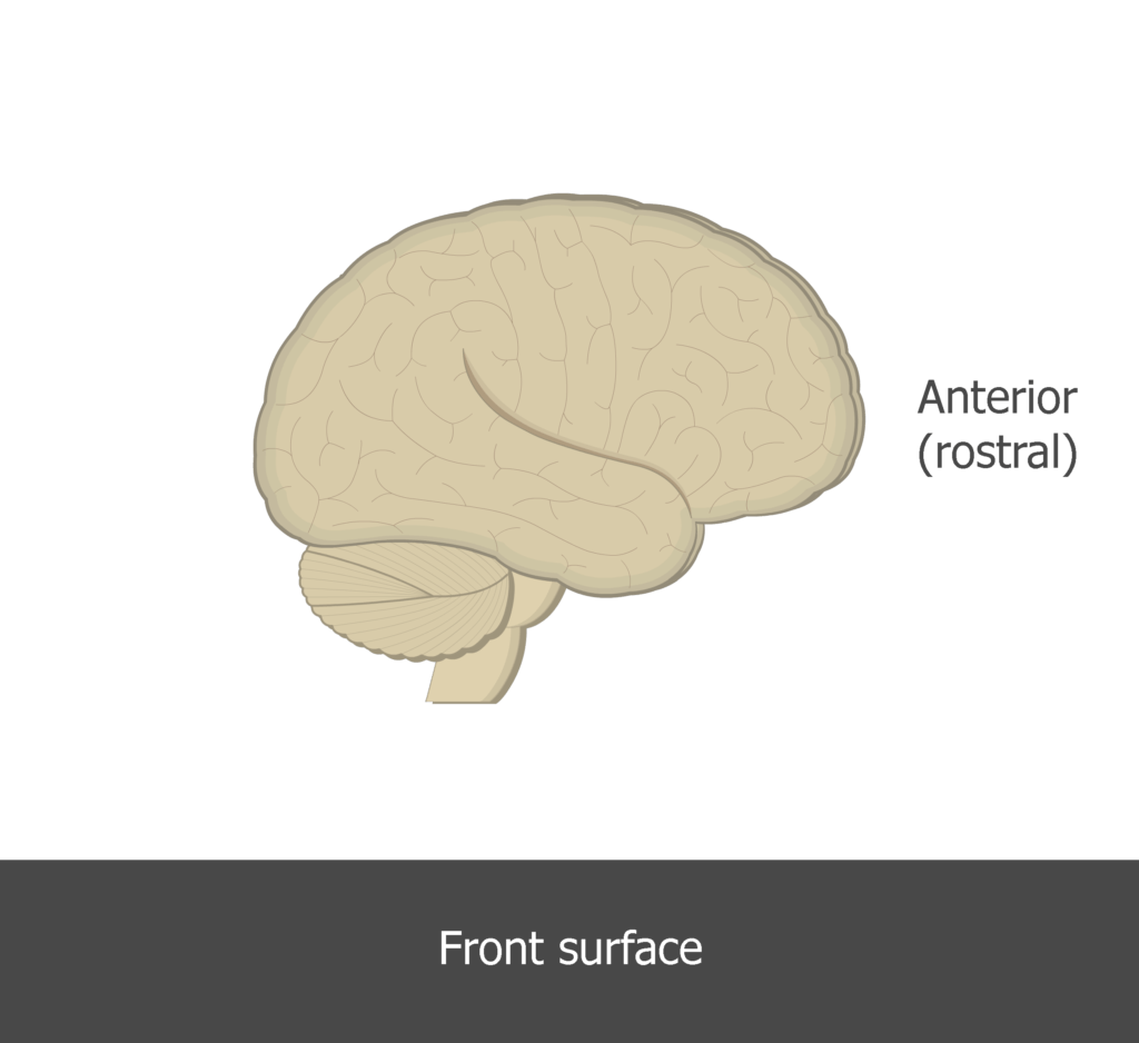Human Brain Outline Front View