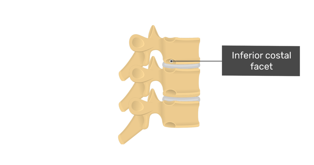 Superior Costal Facet