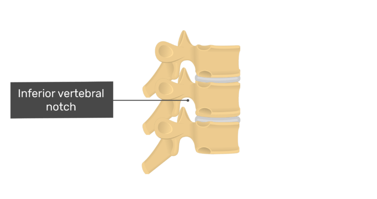 Thoracic Vertebrae: anatomy and labeled diagram | GetBodySmart