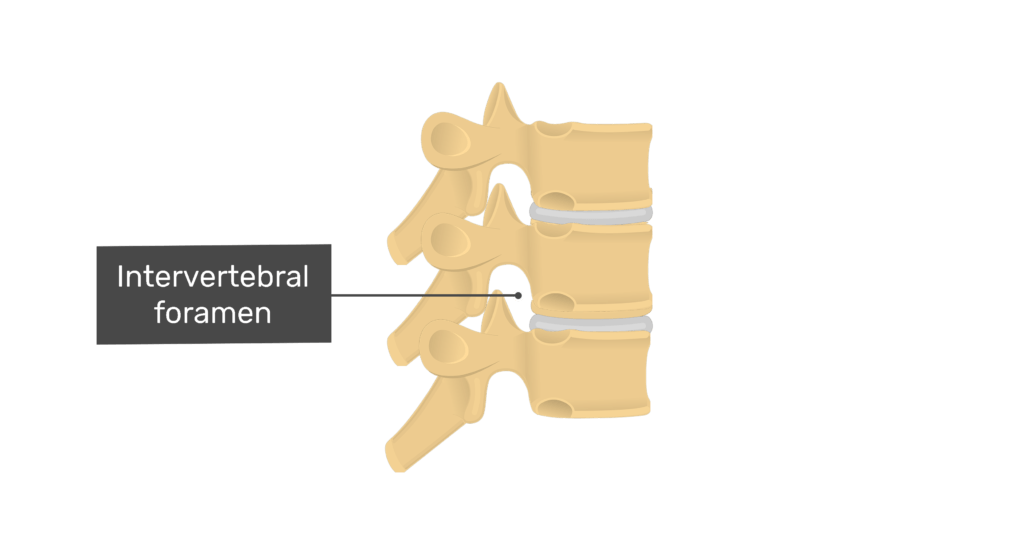 Intervertebral Foramen Cervical