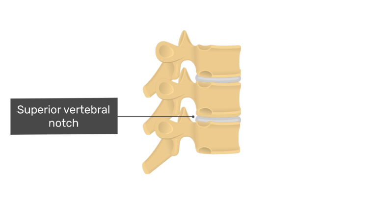 Thoracic Vertebrae: anatomy and labeled diagram | GetBodySmart