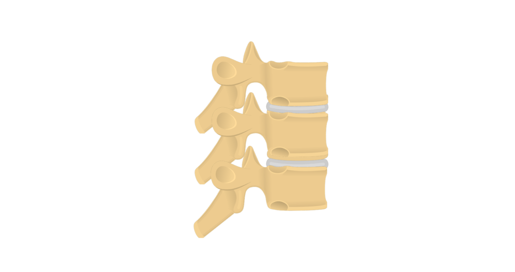 Thoracic Vertebrae: anatomy and labeled diagram | GetBodySmart