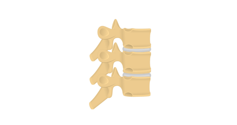 Thoracic Vertebrae: anatomy and labeled diagram | GetBodySmart