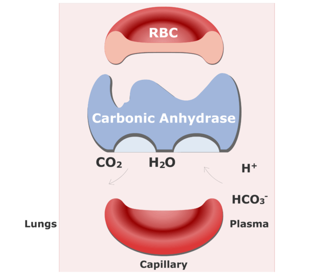Red blood cells (erythrocytes) | GetBodySmart