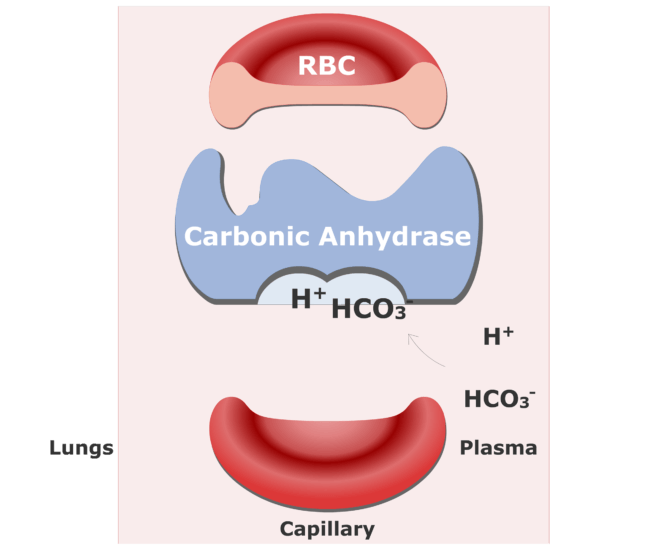 Red blood cells (erythrocytes) | GetBodySmart
