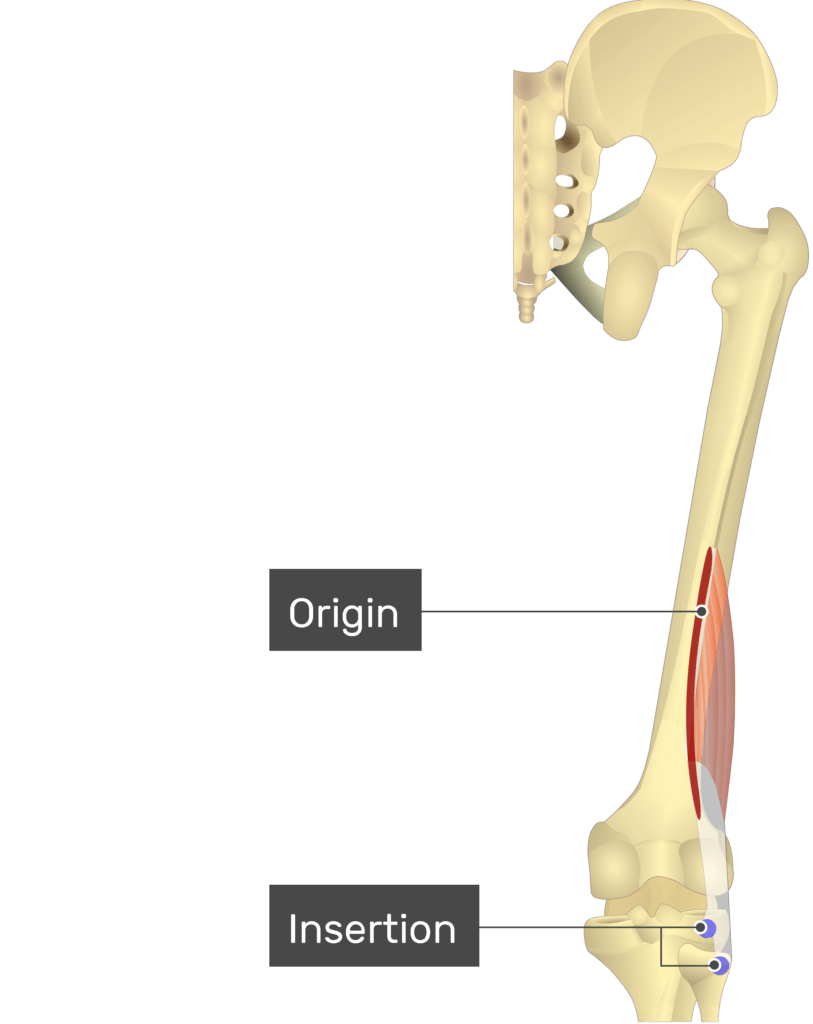 Biceps Femoris Origin And Insertion Biceps Femoris The Definitive