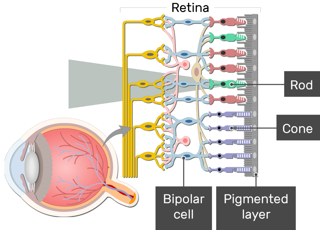 Cone Cell Diagram