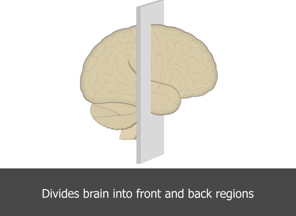 Views and planes of the brain | GetBodySmart