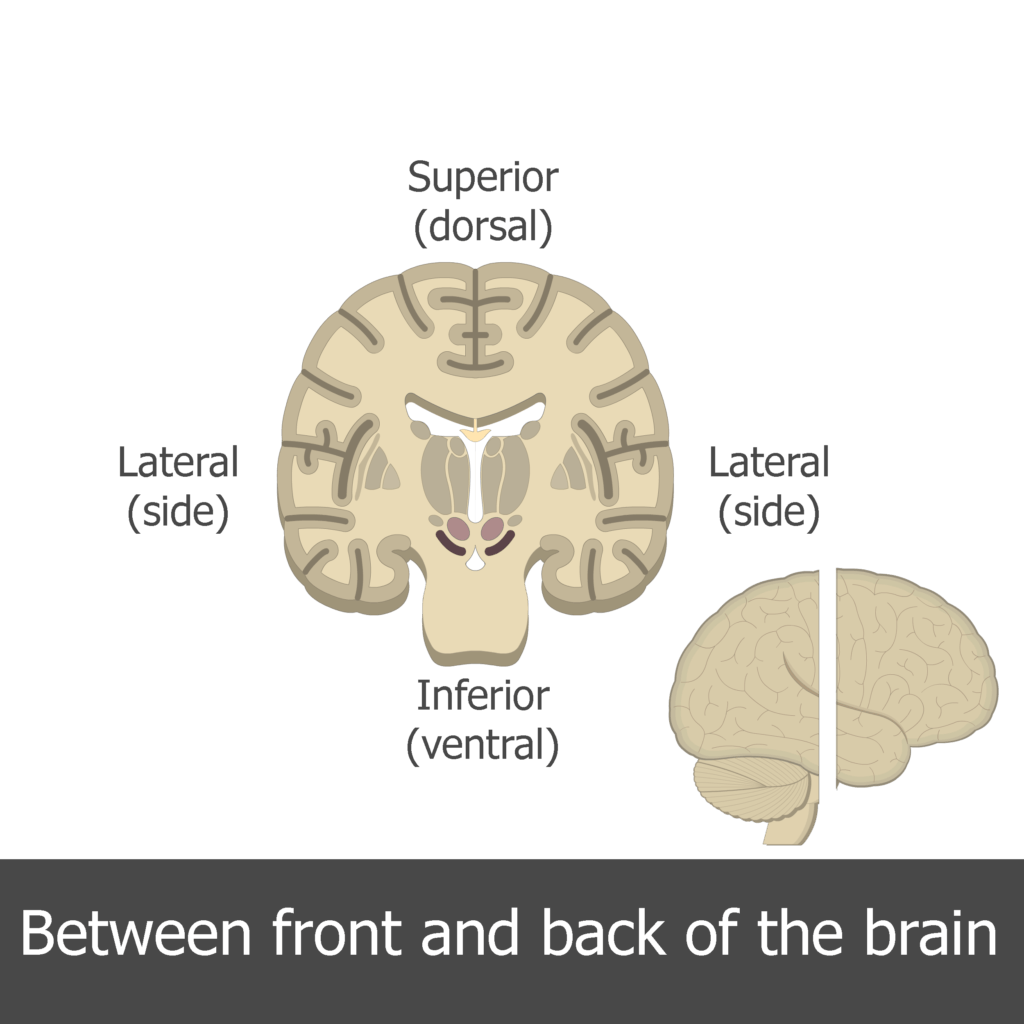Views and planes of the brain | GetBodySmart