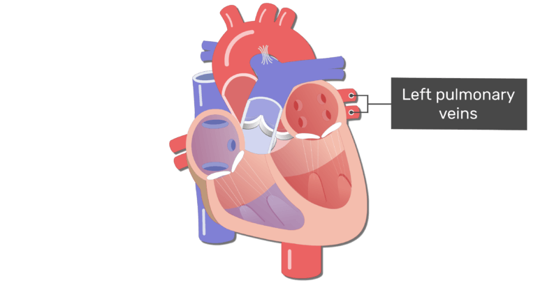Major Blood Vessels of the Heart | GetBodySmart
