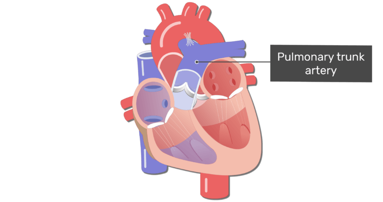 Pulmonary Trunk