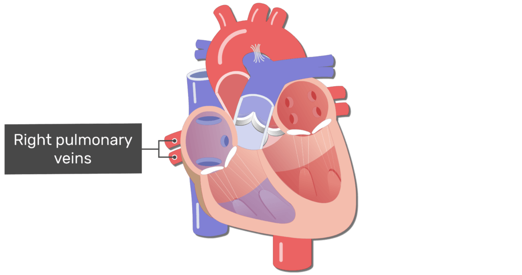 Pulmonary Vein And Artery