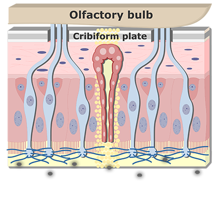 Olfactory epithelium: structure, function and diagram | GetBodySmart