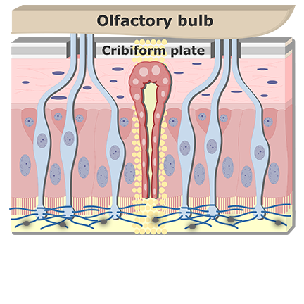Olfactory epithelium: structure, function and diagram | GetBodySmart