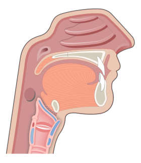 The epiglottis of the larynx labeled | GetBodySmart