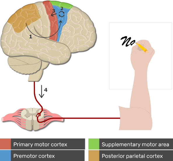 Structure and Function of the Motor Cortex Areas | GetBodySmart