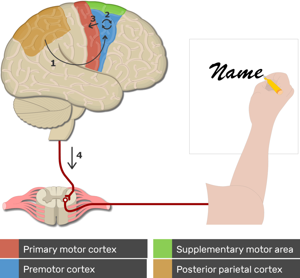 Posterior Parietal Cortex