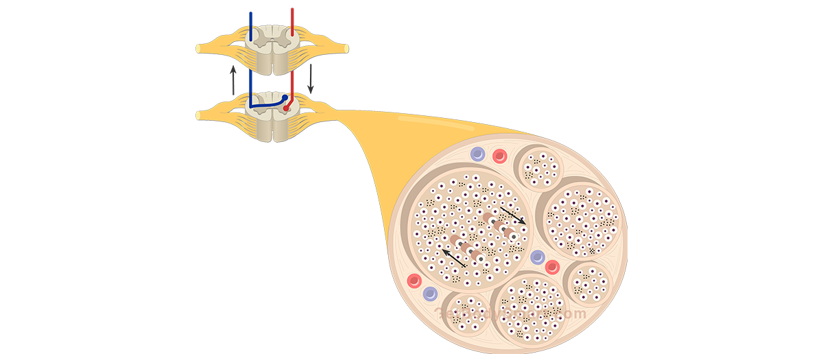 types-of-neurons-getbodysmart