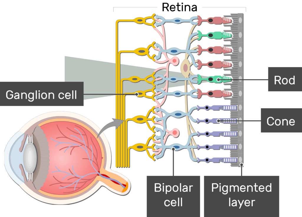 Anatomy Physiology Retina Histology Draw It To Know It