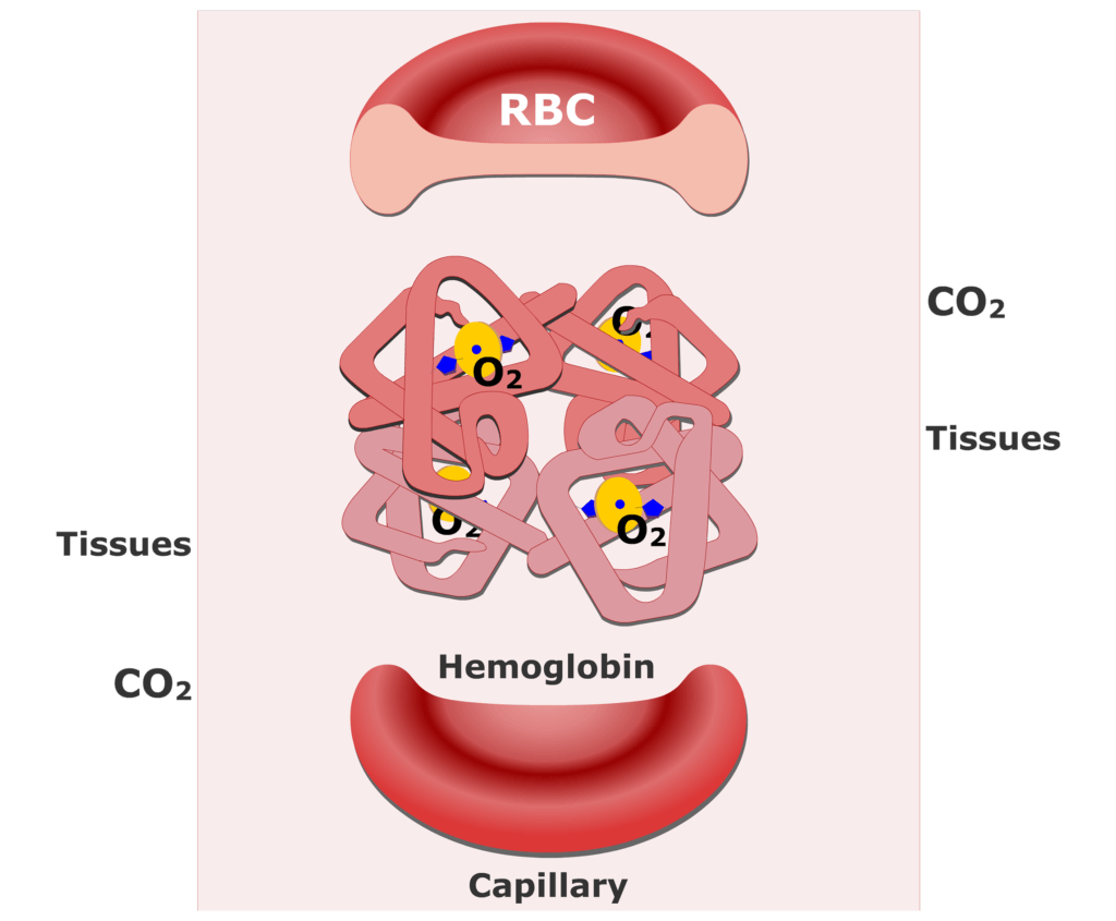 Red Blood Cell Structure Probing The Structure Function Relationship