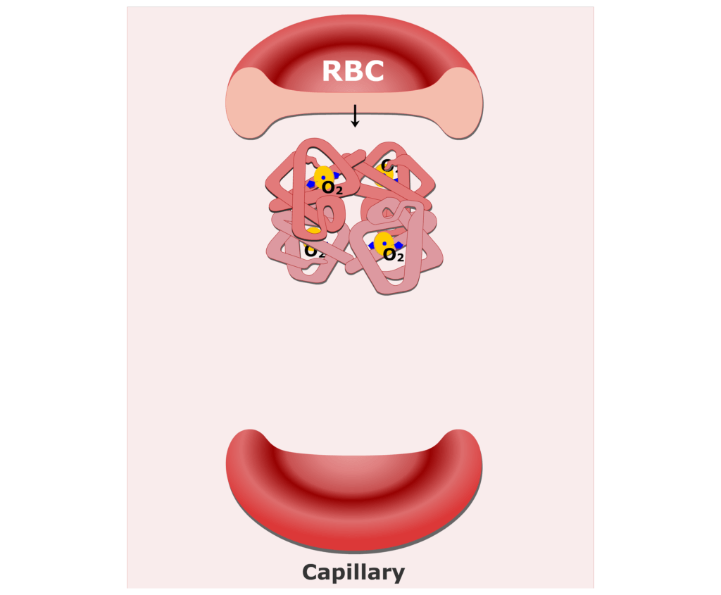 Red Blood Cells (erythrocytes) GetBodySmart, 56% OFF